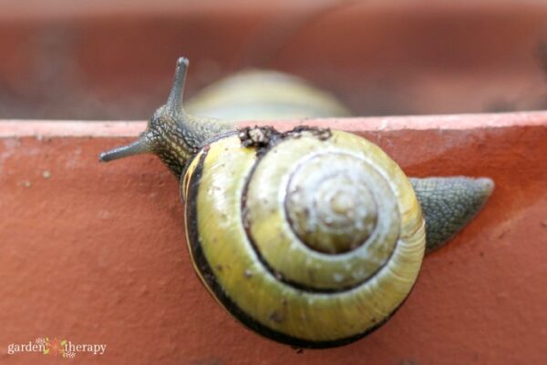 What do garden snails eat? (+ Tips to Deter) - Garden Therapy