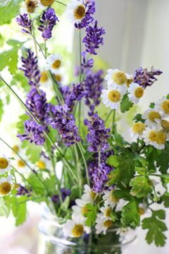 DIY All-Purpose Cleaner With Lavender and Alcohol - Garden Therapy