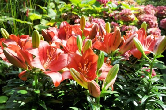 The 6 Types of Lilies for the Summer Garden - Garden Therapy