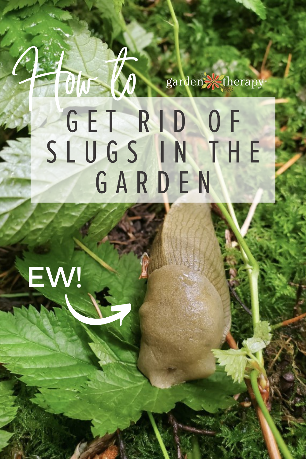 How to Get Rid of Slugs in the Garden - Garden Therapy