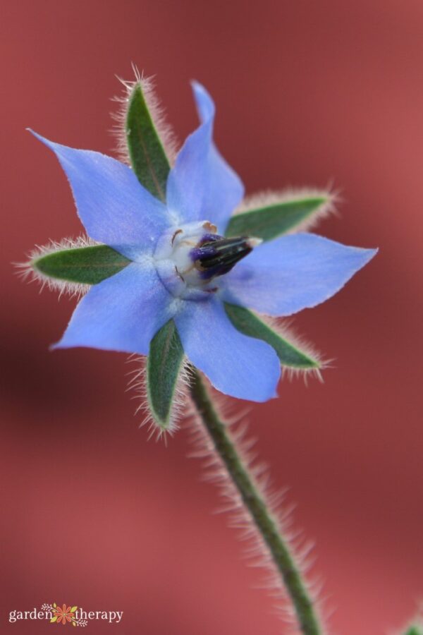 The Herbal Guide to Borage: Growing and Usage - Garden Therapy