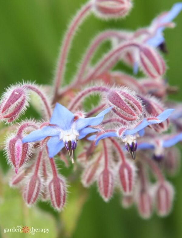 The Herbal Guide to Borage: Growing and Usage - Garden Therapy