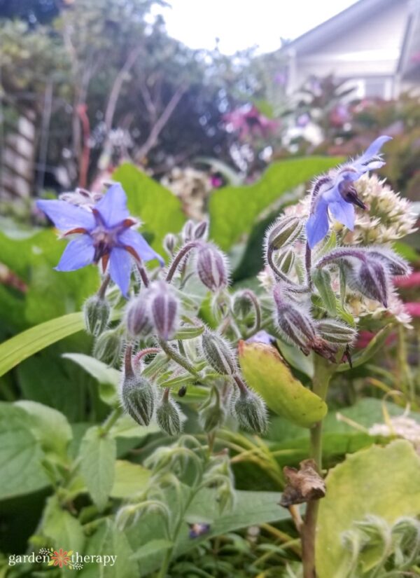 The Herbal Guide to Borage: Growing and Usage - Garden Therapy