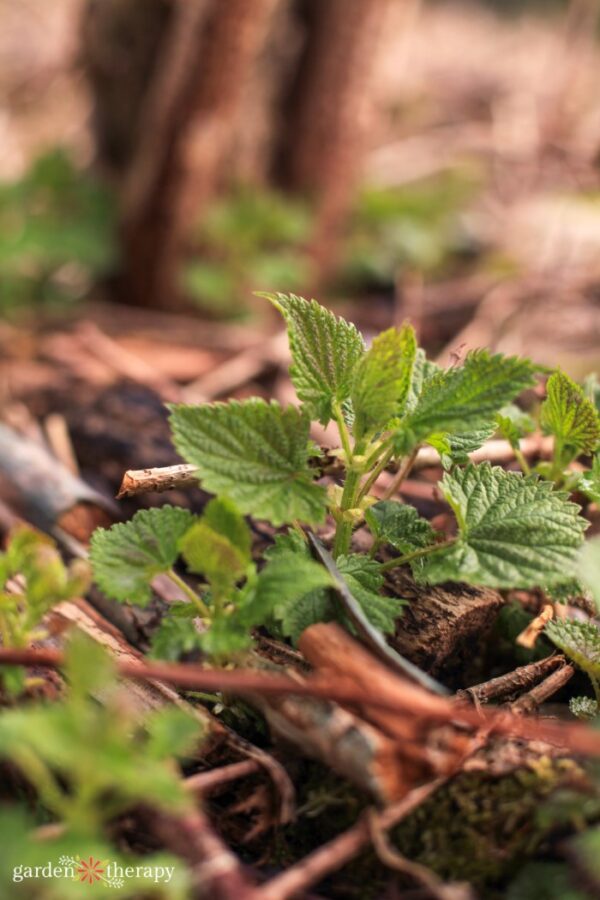The Herbal Guide to Using Stinging Nettles - Garden Therapy