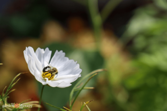 Identify The Types of Bees Visiting Your Garden - Garden Therapy