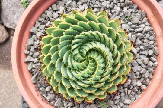 Aloe Plant Care Tips You Need to Know - Garden Therapy