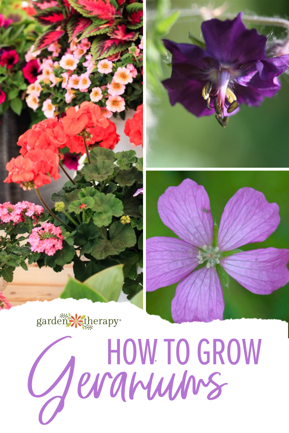 Successfully Grow Geranium Flowers in Baskets, Containers, and Garden ...