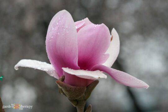 The Gardener's Guide to Growing a Magnolia Tree - Garden Therapy
