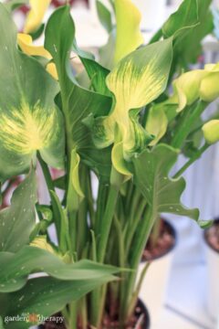Growing Guide: The Elegant and Unique Calla Lily - Garden Therapy