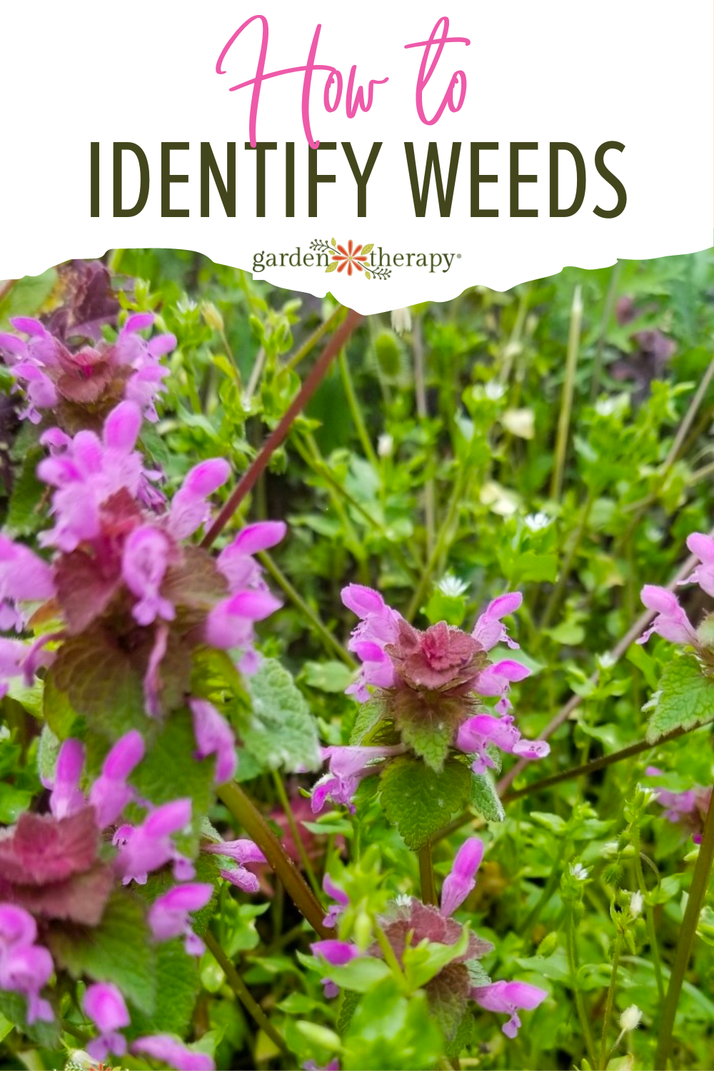 Identify the Types of Weeds Growing in Your Garden - Garden Therapy