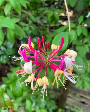 Grow Your Own Honeysuckle (And Taste Its Sweet Nectar!) - Garden Therapy