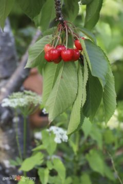 Plant a Backyard Food Forest for an Abundant Source of Food - Garden ...