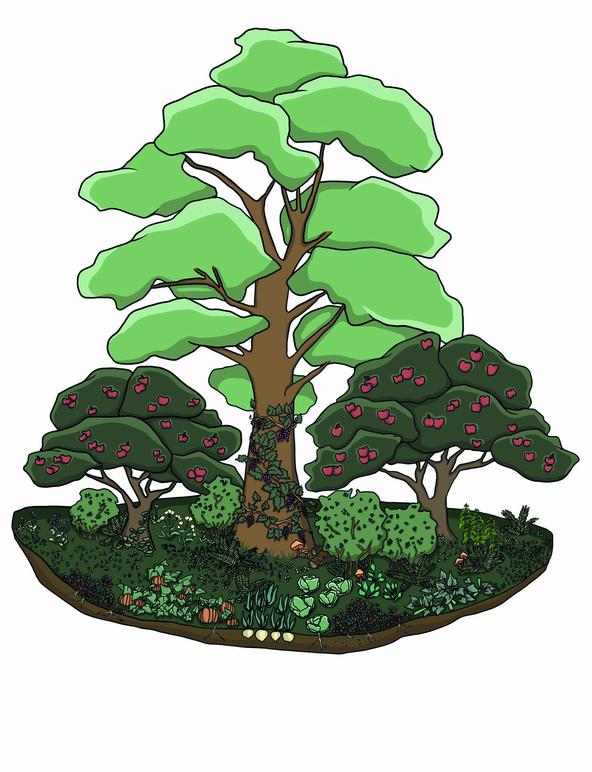 Plant a Backyard Food Forest for an Abundant Source of Food - Garden ...