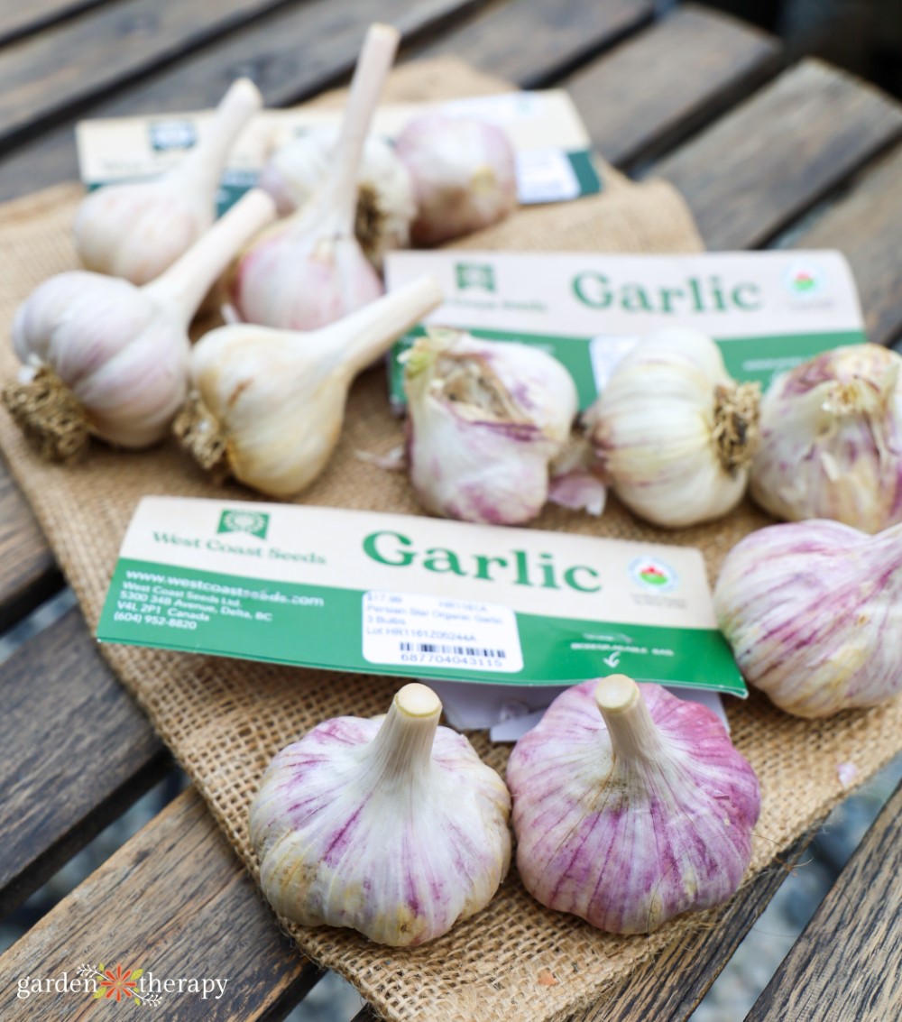 Garlic Health Benefits: Boost Immunity & Heart Health - Garden Therapy