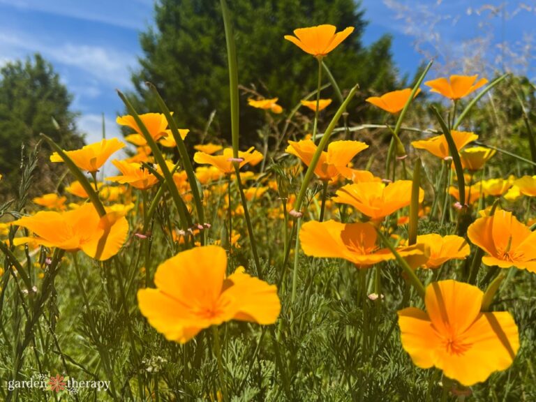 Meet the California Poppy: Growing + Care Guide
