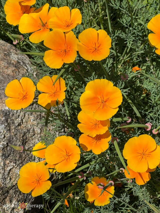 Meet the California Poppy: Growing + Care Guide