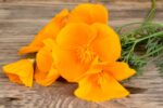 Meet the California Poppy: Growing + Care Guide