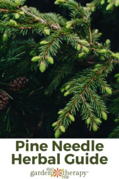 Herbal Guide to Pine Needles - How to Identify and Use Pine Needles