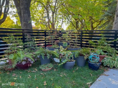 Moving Plants: How to Move a Garden to a New Home - Garden Therapy