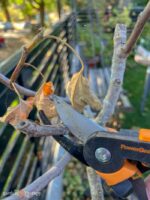 Learn How to Prune like a Pro! Pruning 101 - Garden Therapy