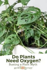 Do Plants Need Oxygen? Busting a Plant Myth - Garden Therapy