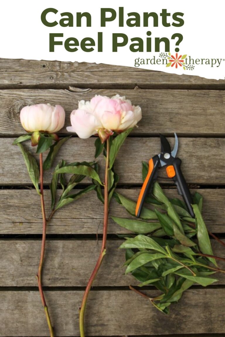 Can Plants Feel Pain? Know Before You Snip - Garden Therapy