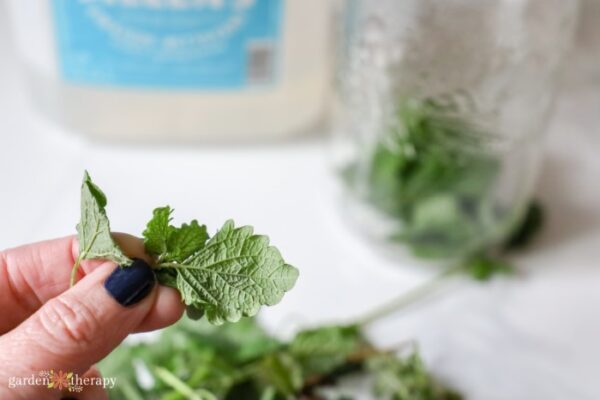 Make This Lemon-Balm Scented DIY Cleaning Spray in Minutes