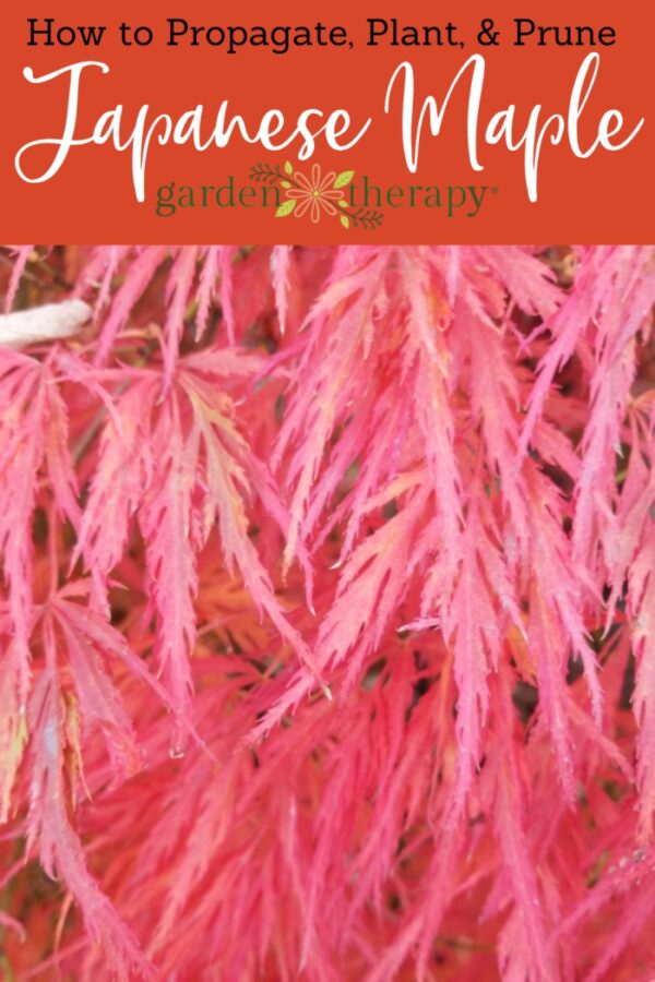 Everything You Need to Know About Growing a Japanese Maple Tree