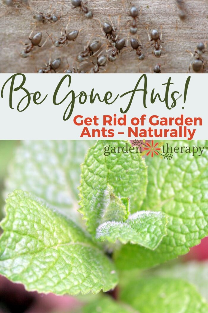 How to Get Rid of Ants in the Garden Naturally - Garden Therapy