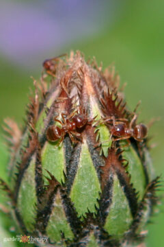 How to Get Rid of Ants in the Garden Naturally - Garden Therapy