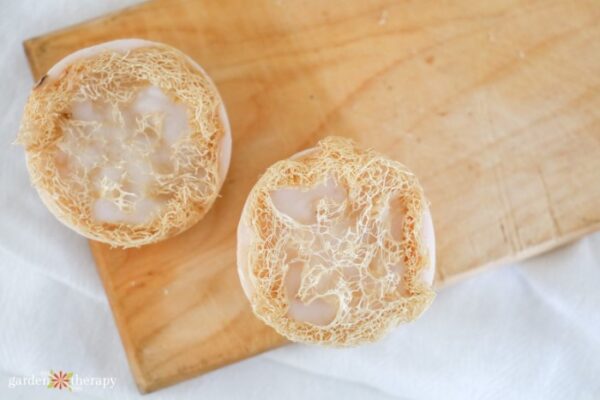 Exfoliate with Homemade Loofah Soap (Made from a Vegetable!) - Garden ...