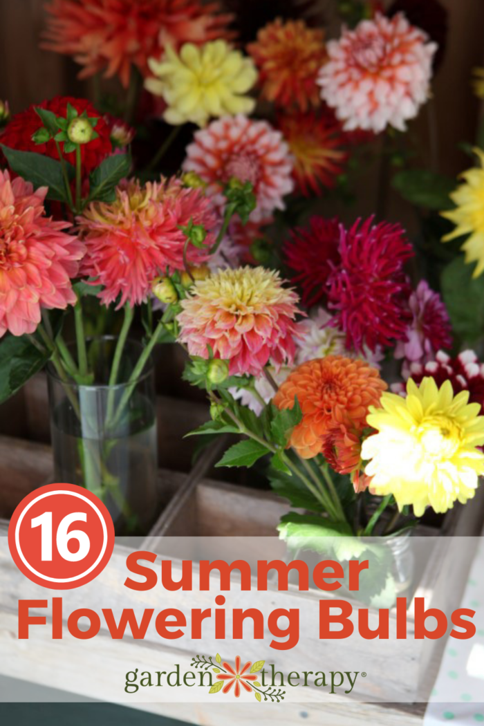 Plant Summer Flowering Bulbs for an Outstanding Display This Year
