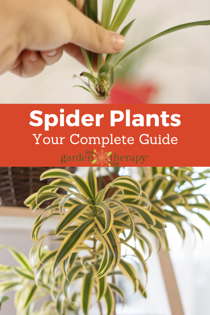 Everything You Ever Wanted to Know About Spider Plants - Garden Therapy