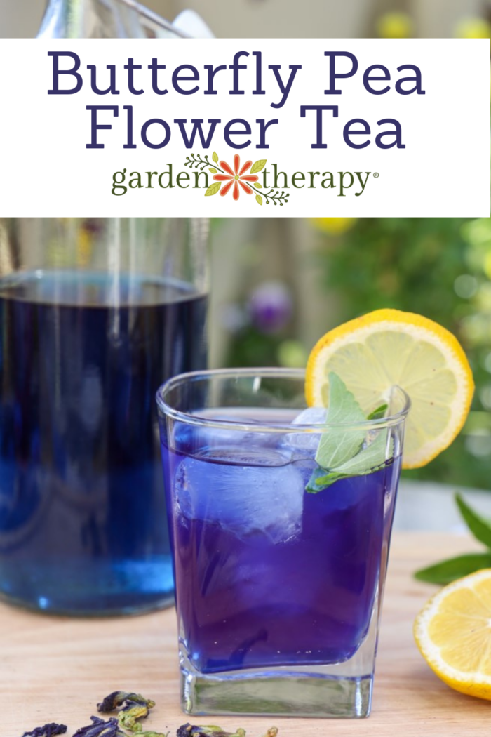 Make Naturally Bright Blue Butterfly Pea Flower Tea - Garden Therapy