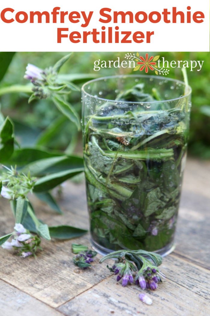 The Surprising Case for Growing Comfrey in Your Garden - Garden Therapy