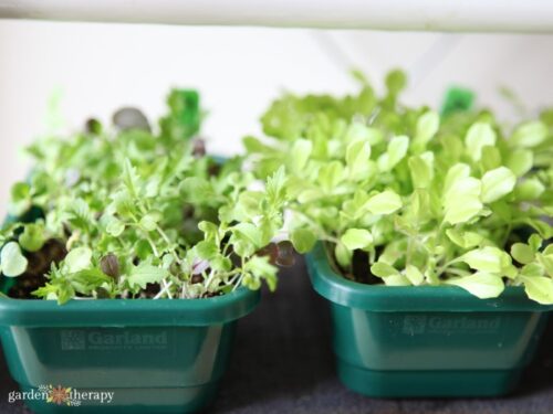 Growing Lettuce in Containers for Endless Leafy Greens - Garden Therapy