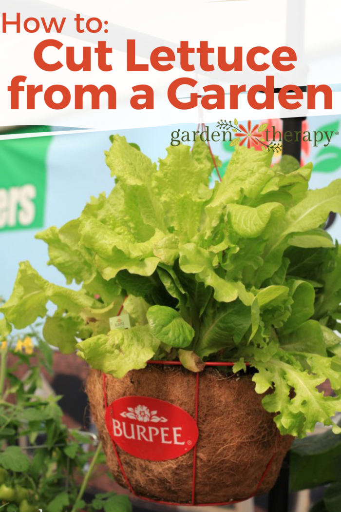 How to Cut Lettuce From a Garden (Properly!) - Garden Therapy