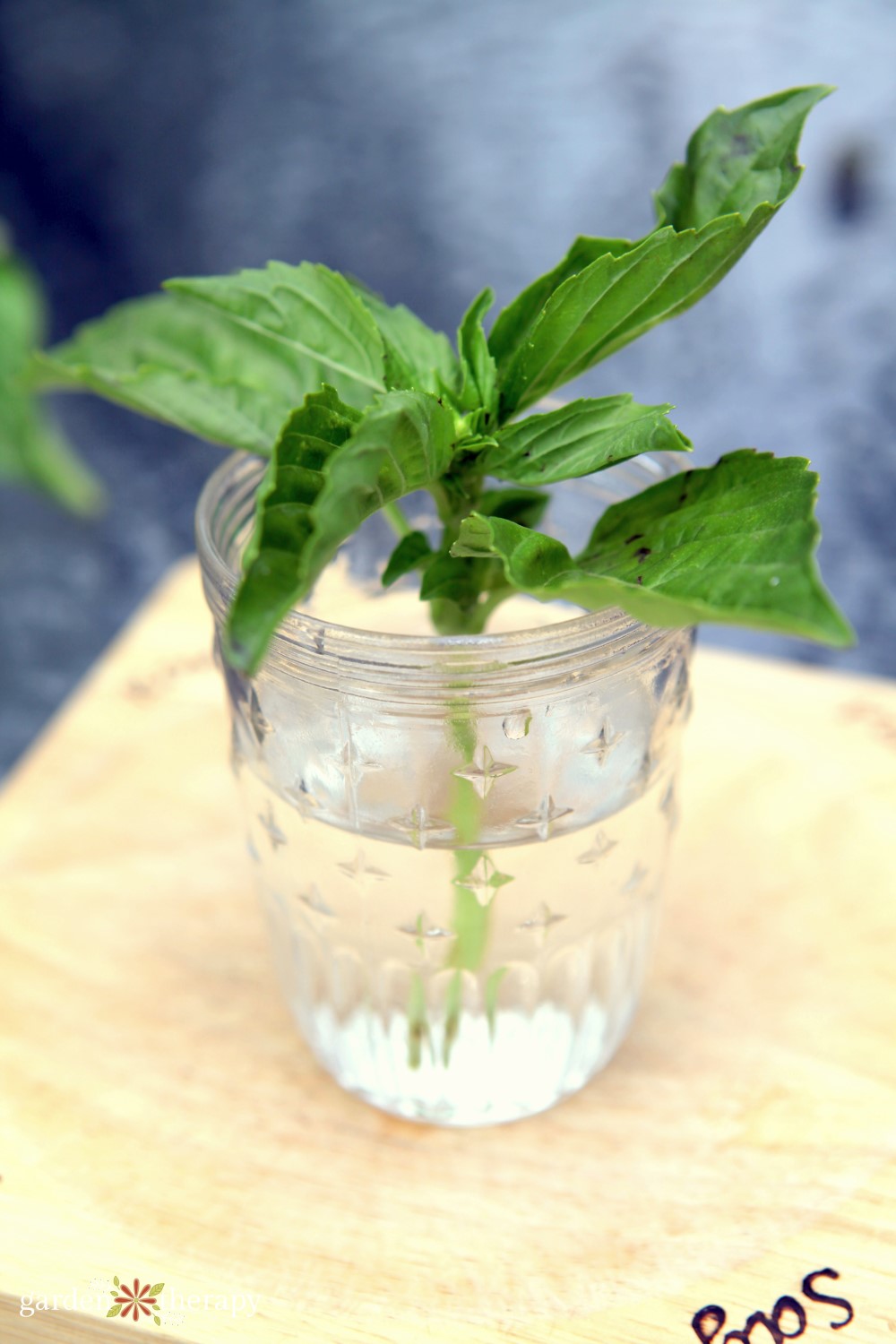 How to Grow Basil (5 Methods!) - Garden Therapy