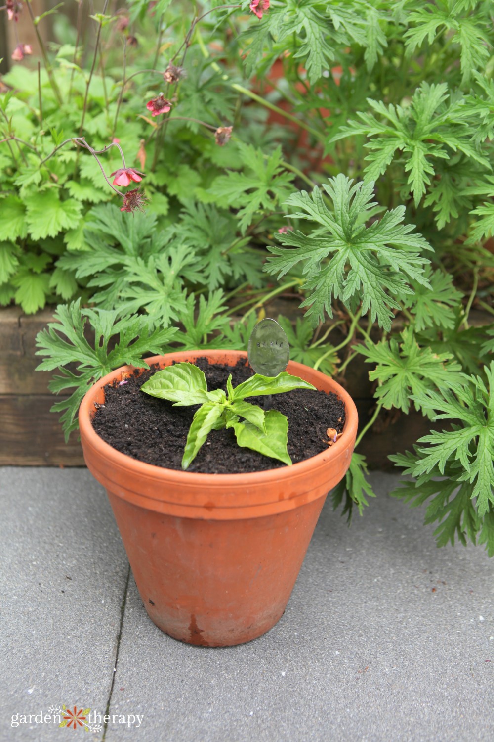 How to Grow Basil (5 Methods!) - Garden Therapy