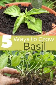 How to Grow Basil (5 Methods!) - Garden Therapy