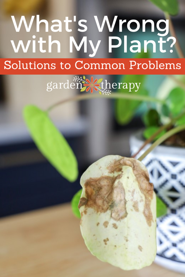 What’s Wrong With My Plant? Spotting and Solving Plant Issues - Garden ...