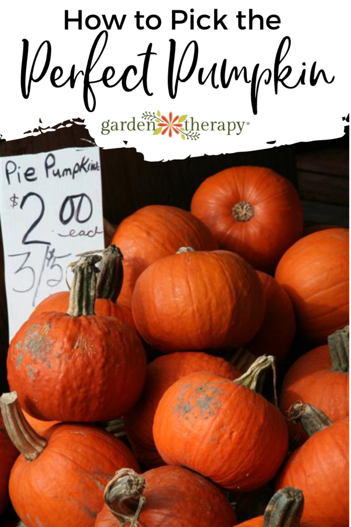 Preparing for Pumpkin Harvest: How to Pick the Perfect Pumpkin ...