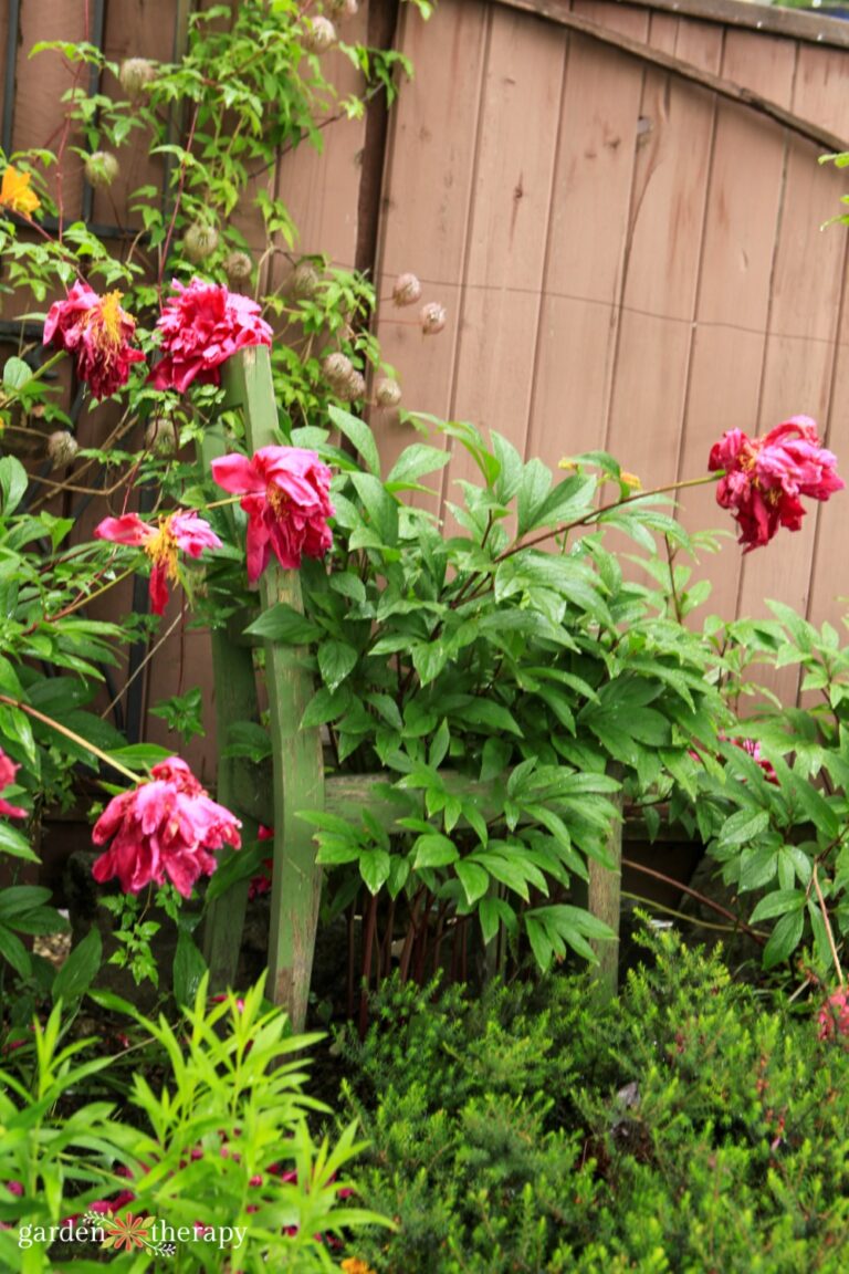 Stop Peonies From Flopping Over With an Upcycled Chair & Peony Support
