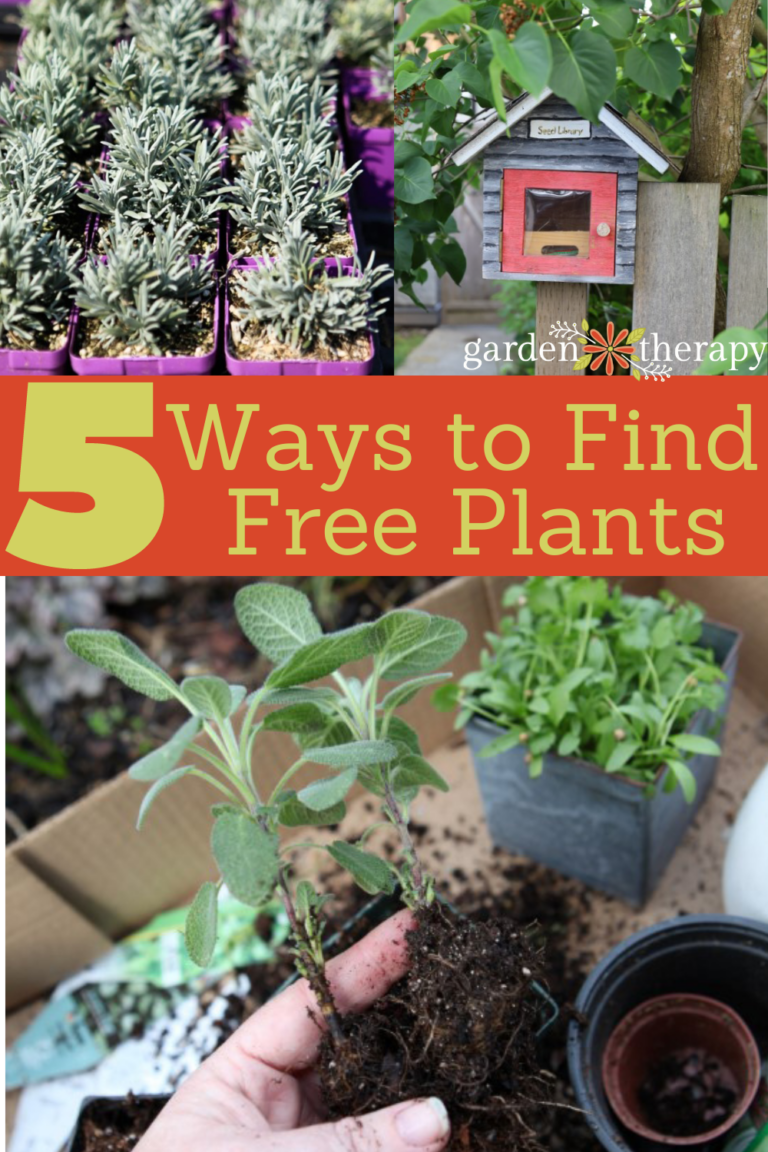 5 Ways to Find Free Garden Plants in Your Neighbourhood - Garden Therapy