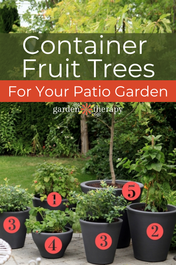Must-Try Container Fruit Trees for Your Patio Garden - Garden Therapy