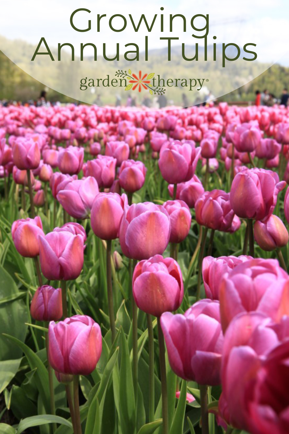 Tantalizing Tulips: Embrace the Joy of Growing Annual Tulips - Garden ...
