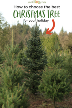Types of Christmas Trees & How to Choose the Best One