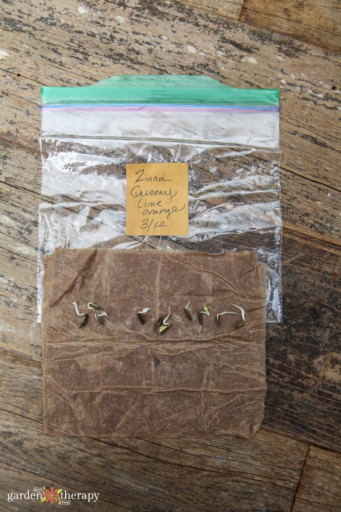 How to Germinate Seeds: 4 Steps to Master Germination - Garden Therapy