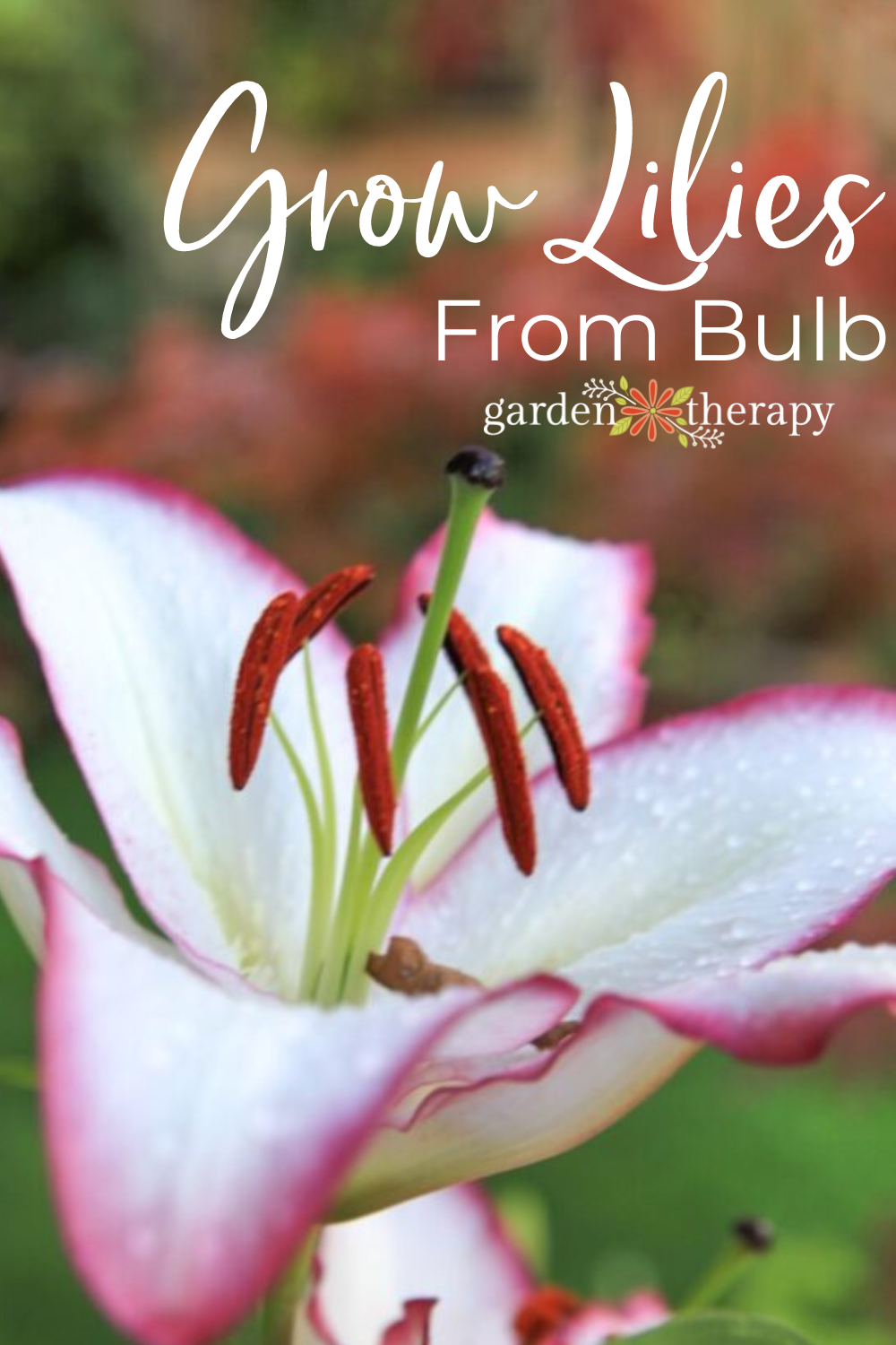 How to Grow Lilies From Bulbs - Garden Therapy