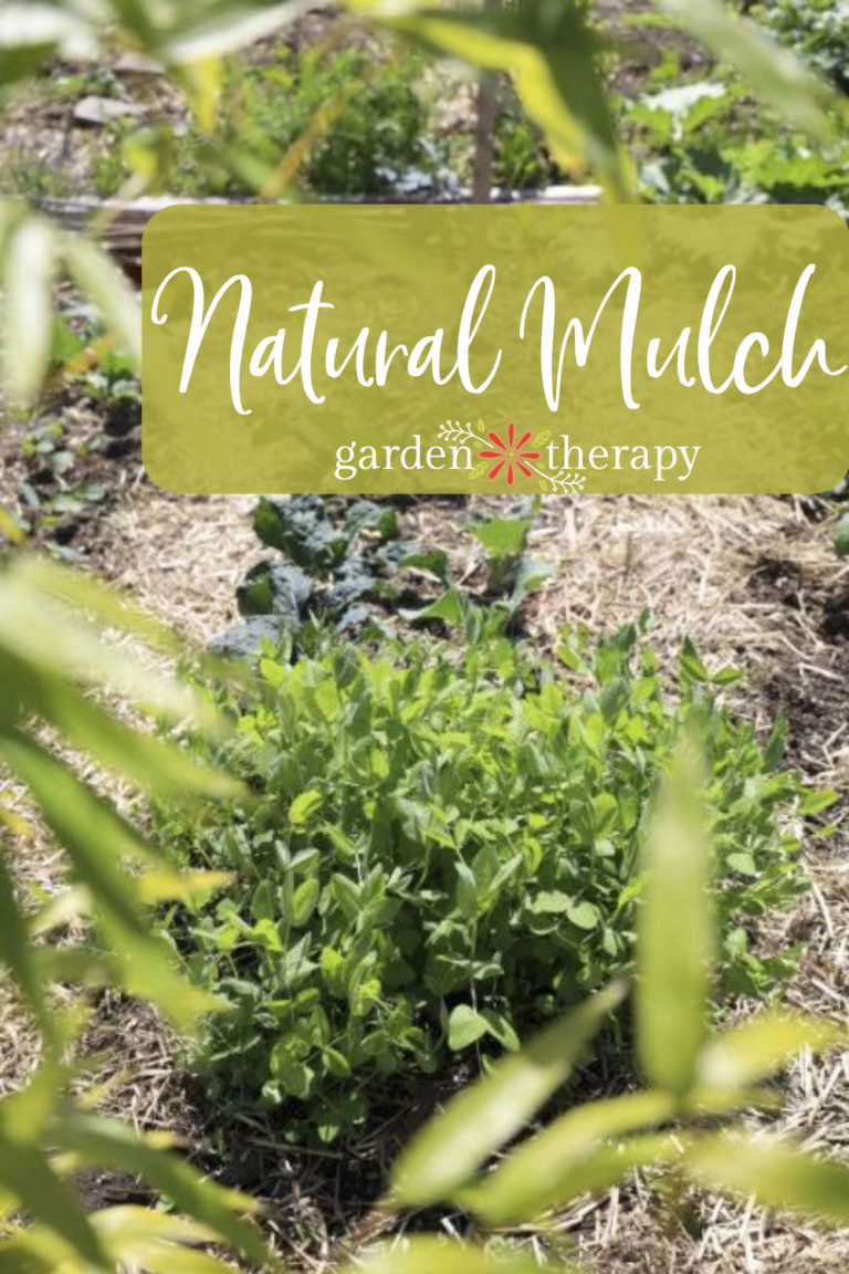 Try These 13 Natural Mulches & Ditch the Dyed Bark and Rubber! - Garden ...